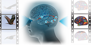 Laboratory of Integrated Brain Imaging – Home for Laboratory of Integrated Brain Imaging